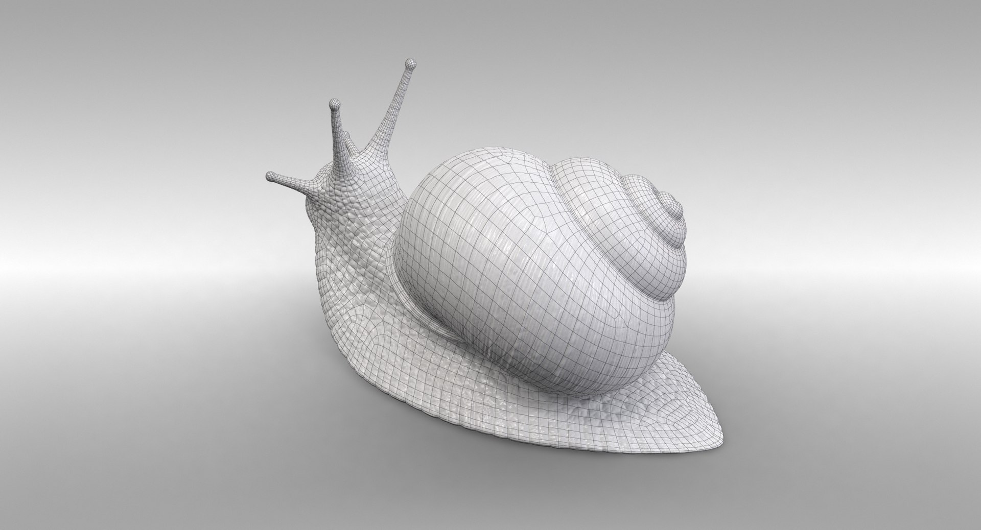 Snail shell animal 3D model - TurboSquid 1696213