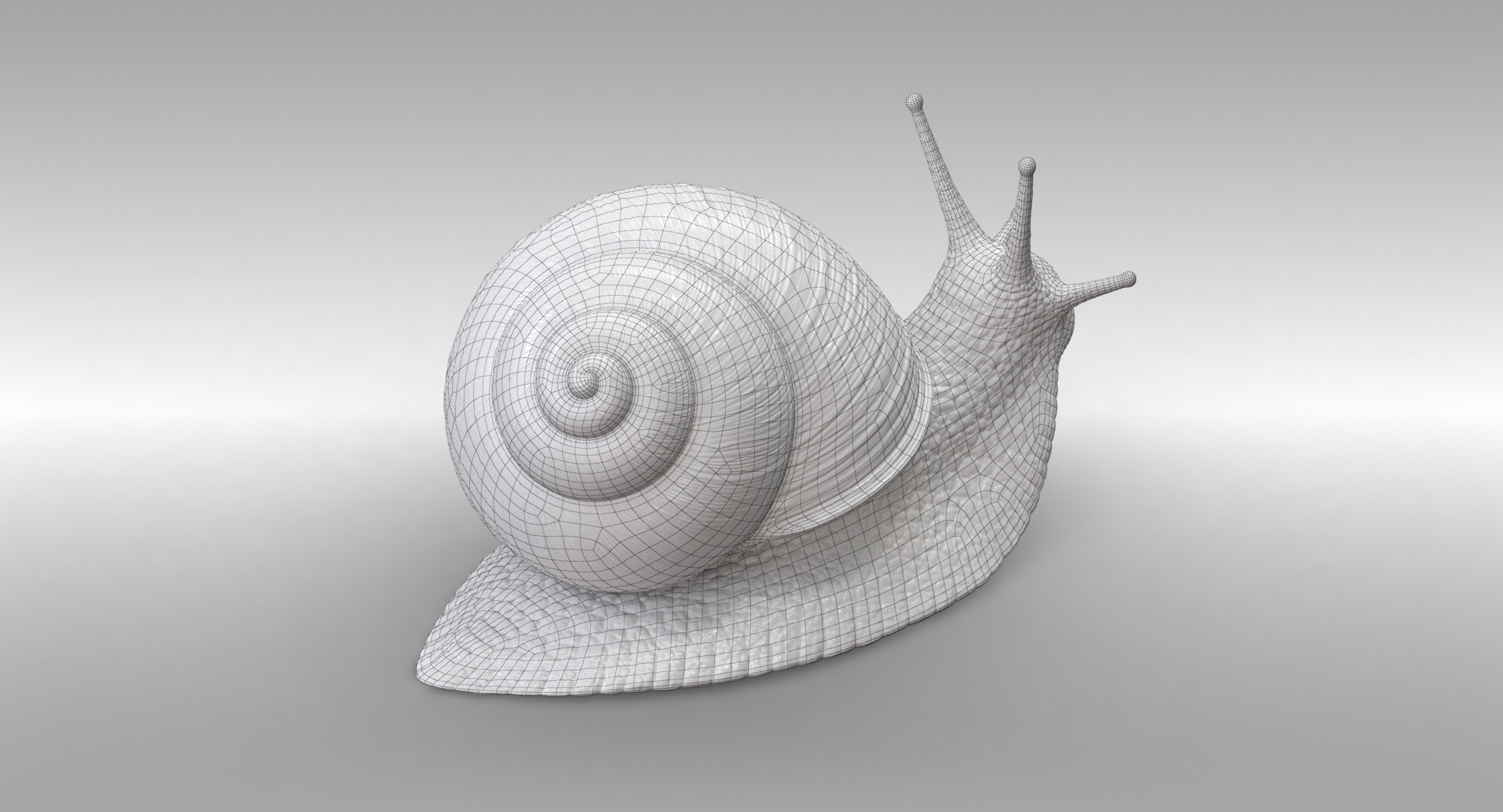 Snail shell animal 3D model - TurboSquid 1696213
