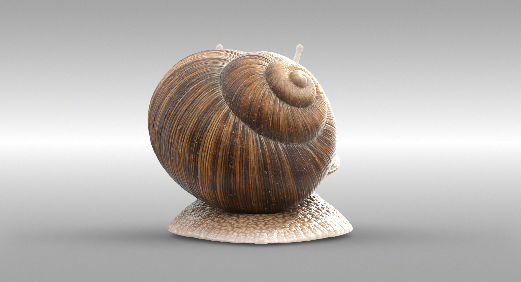 Snail shell animal 3D model - TurboSquid 1696213