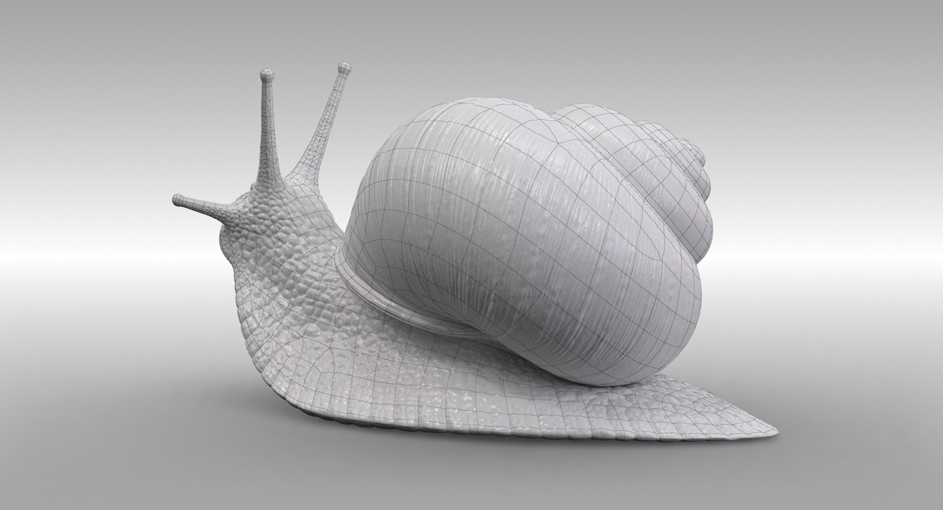 Snail Shell Animal 3D Model - TurboSquid 1696213