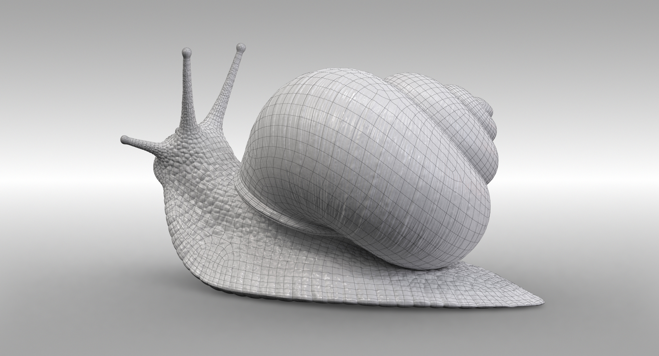 Snail shell animal 3D model - TurboSquid 1696213