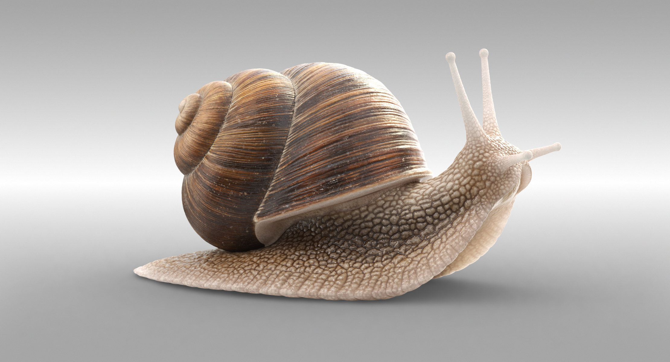 Snail shell animal 3D model - TurboSquid 1696213