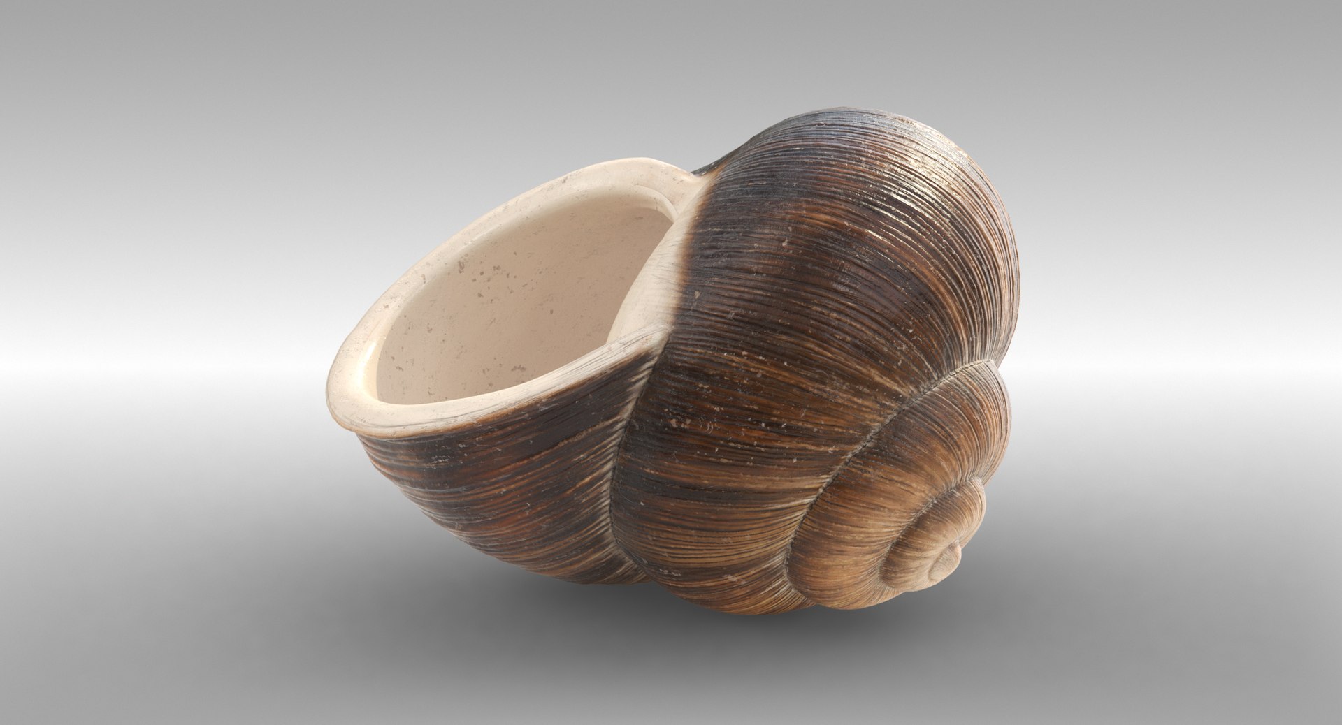 Snail Shell Animal 3D Model - TurboSquid 1696213