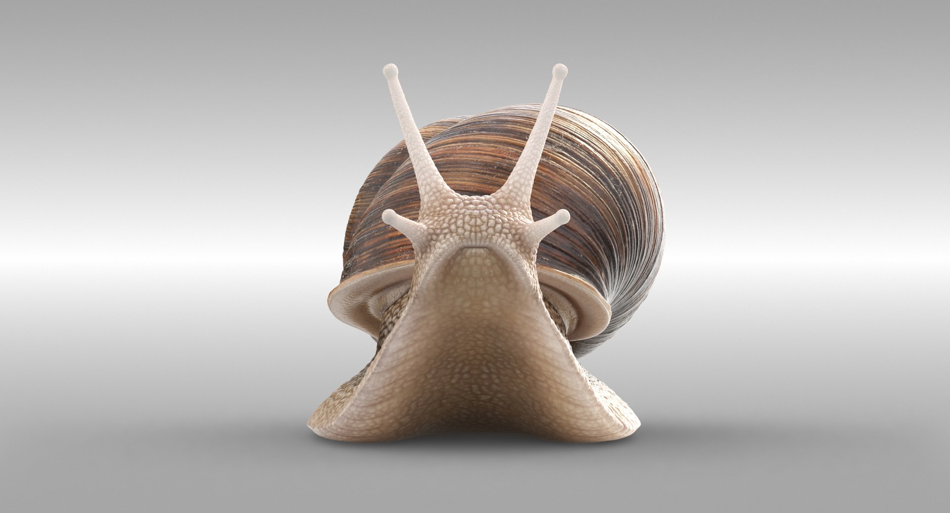 Snail Shell Animal 3D Model - TurboSquid 1696213