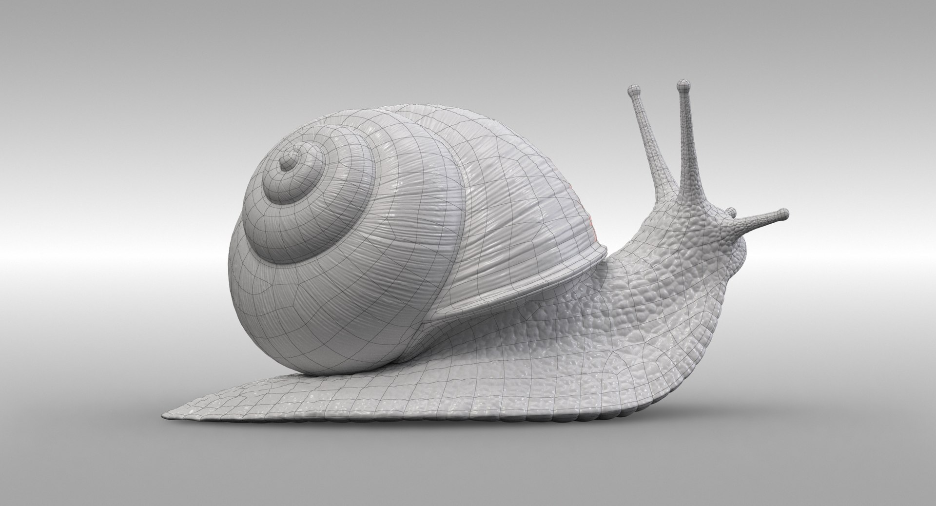 Snail shell animal 3D model - TurboSquid 1696213