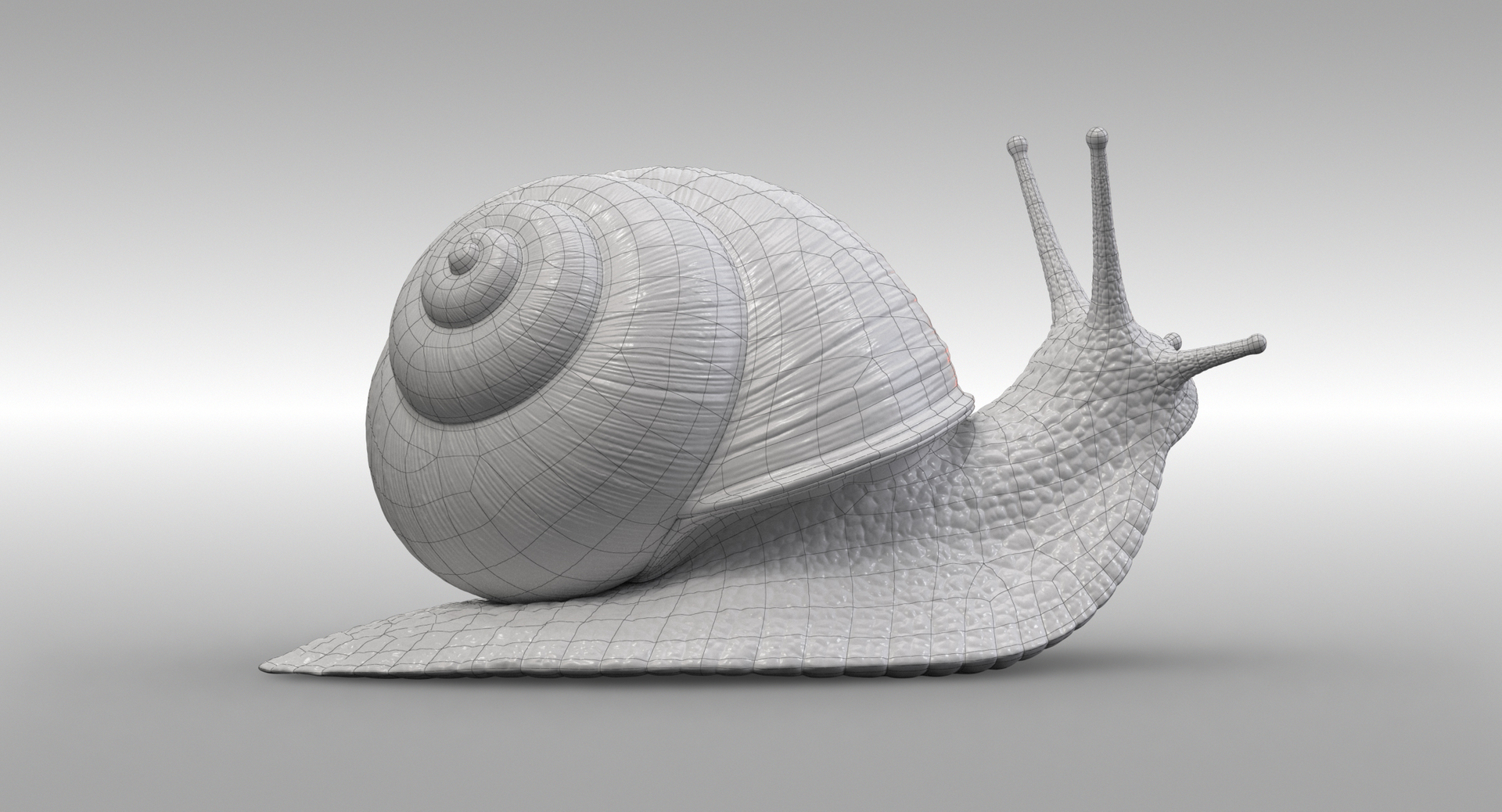 Snail shell animal 3D model - TurboSquid 1696213