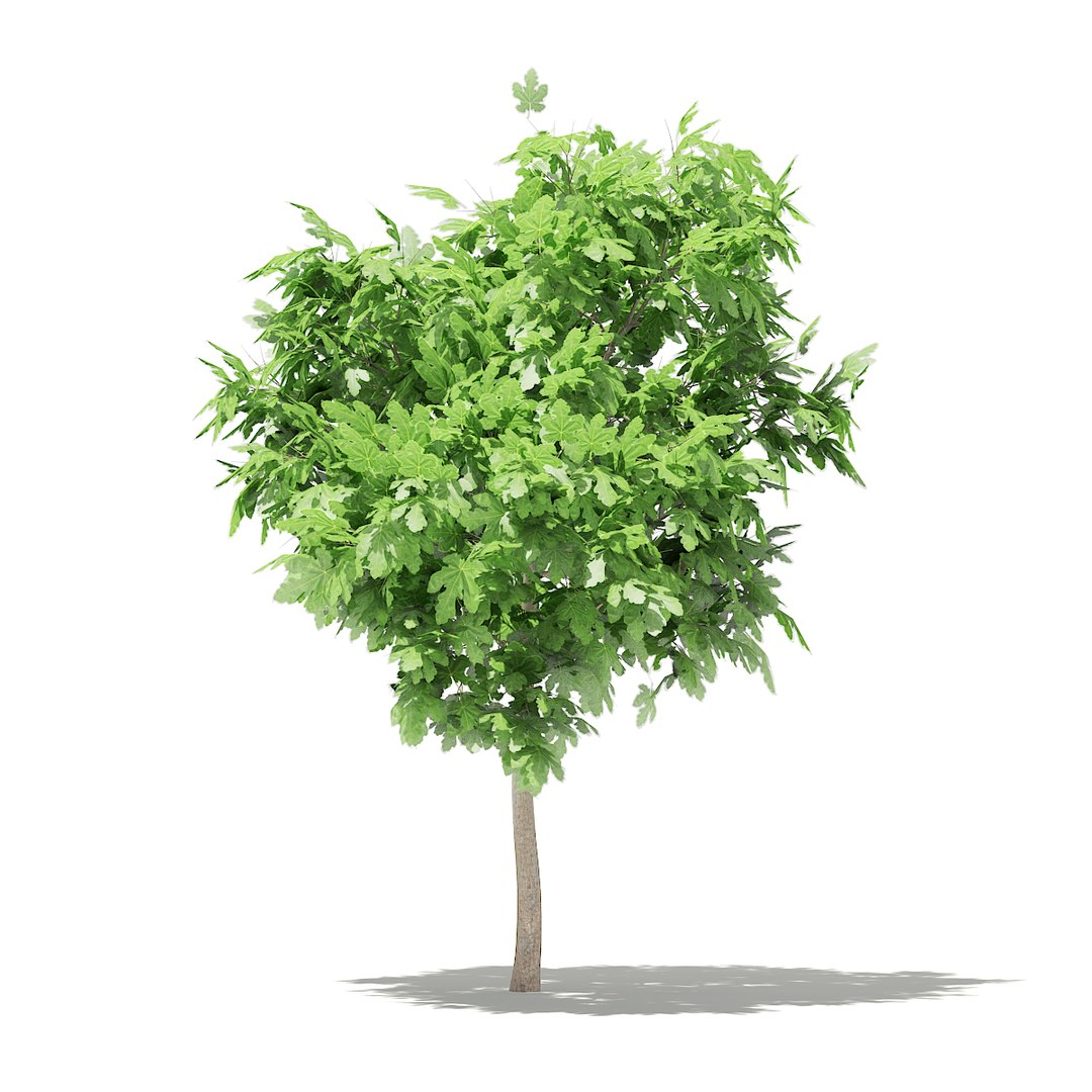 Common fig tree 1 3D model - TurboSquid 1305716