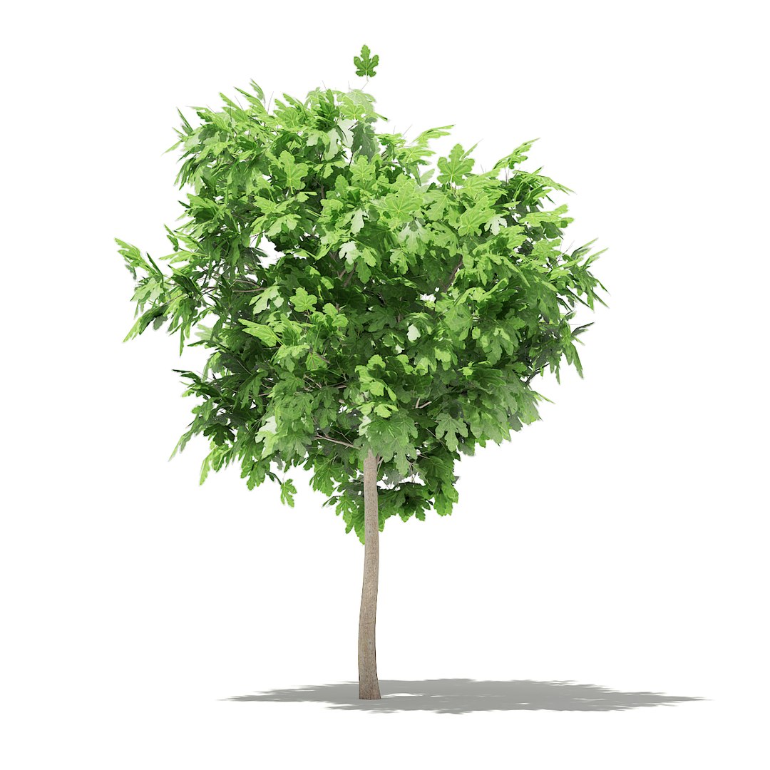 Common fig tree 1 3D model - TurboSquid 1305716