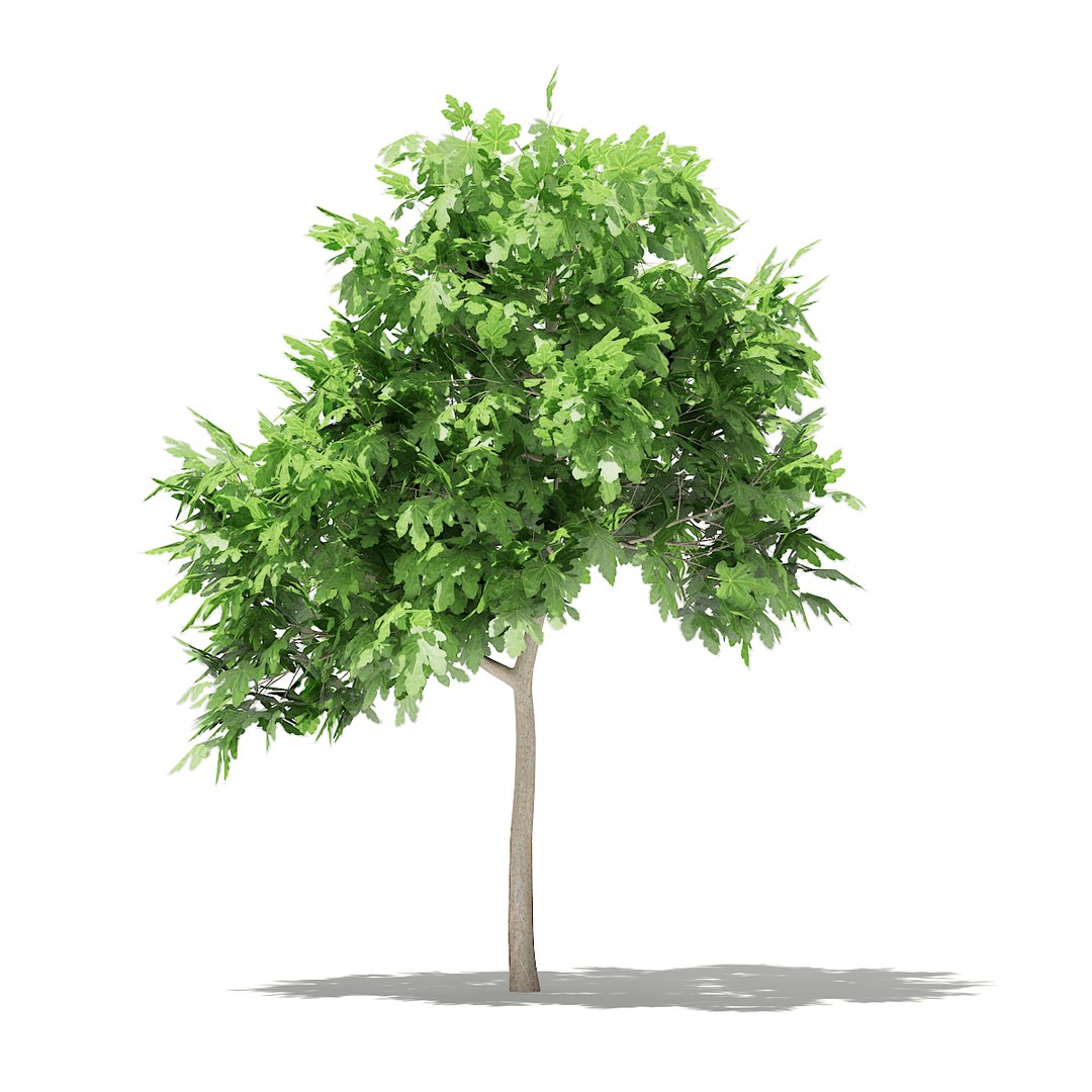 Common fig tree 1 3D model - TurboSquid 1305716