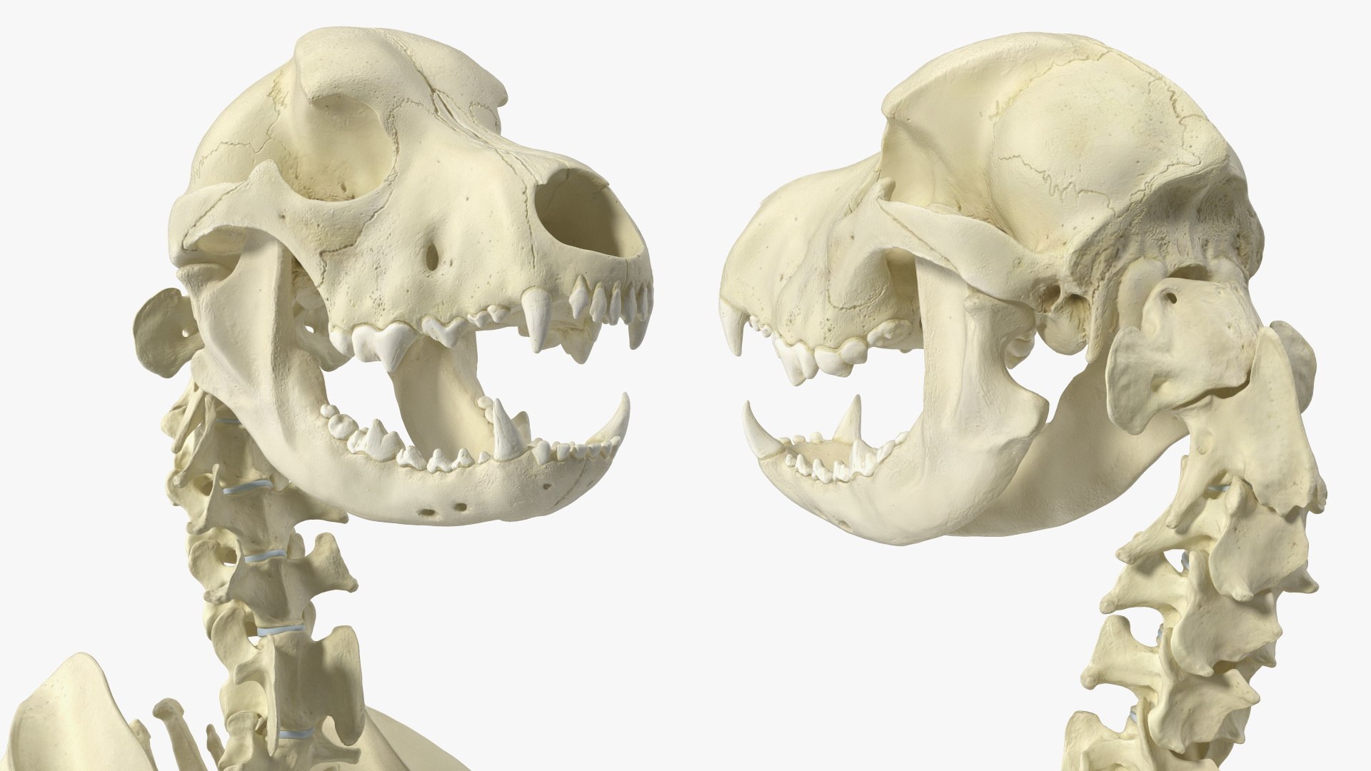 3D Dog Skeletal Anatomy Sitting Pose - TurboSquid 2396129