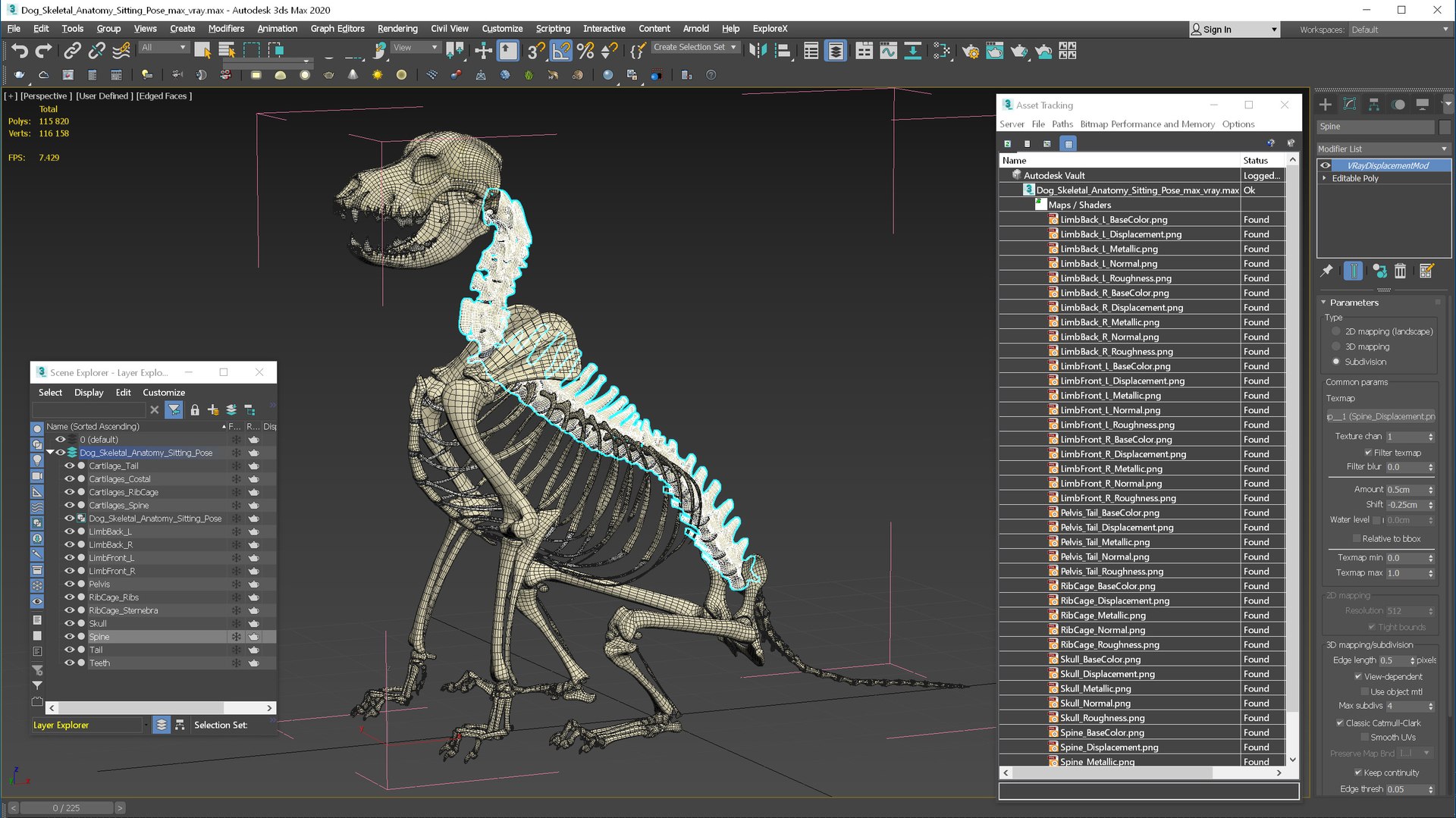 3D Dog Skeletal Anatomy Sitting Pose - TurboSquid 2396129
