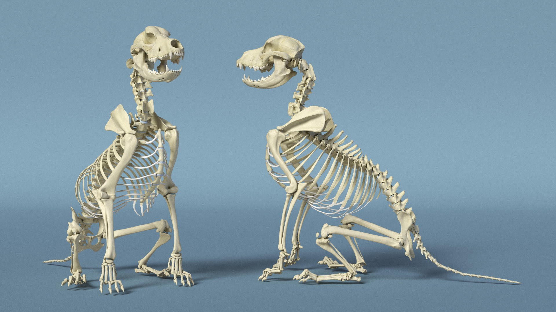 3D Dog Skeletal Anatomy Sitting Pose - TurboSquid 2396129