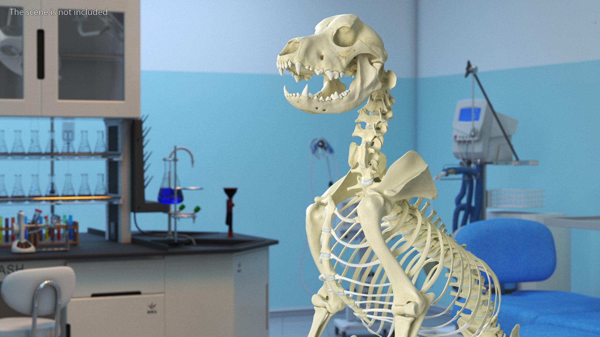 3D Dog Skeletal Anatomy Sitting Pose - TurboSquid 2396129