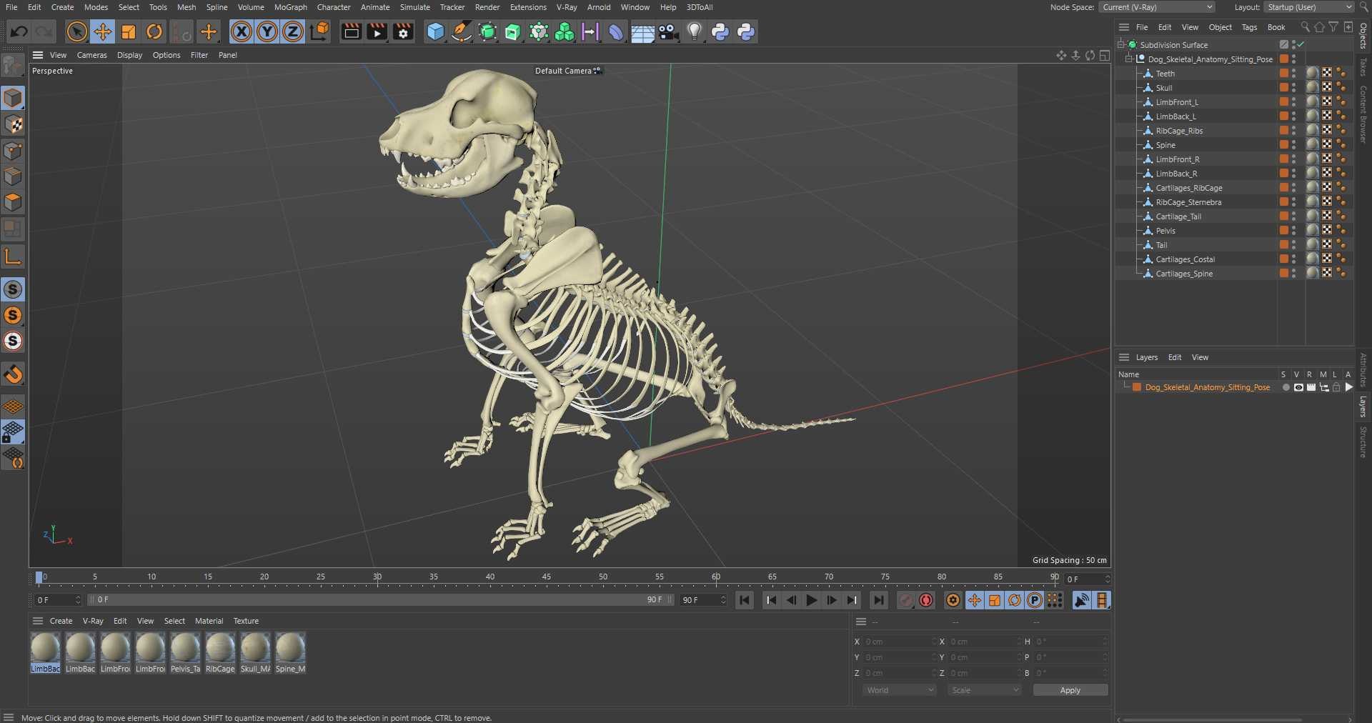 3D Dog Skeletal Anatomy Sitting Pose - TurboSquid 2396129
