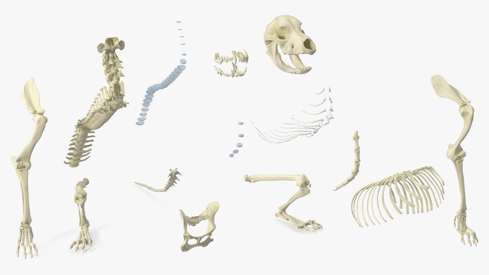 3D Dog Skeletal Anatomy Sitting Pose - TurboSquid 2396129