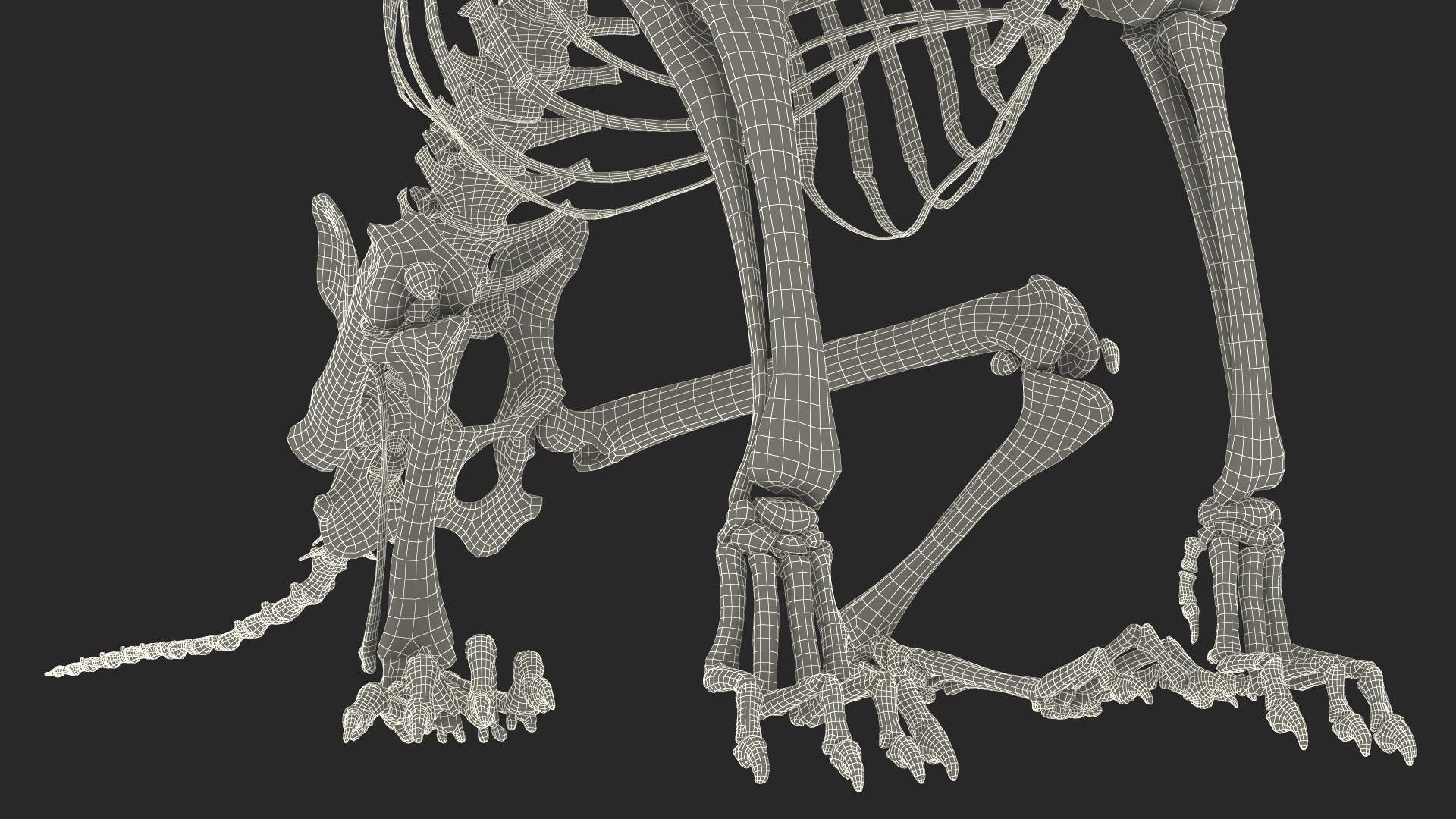 3D Dog Skeletal Anatomy Sitting Pose - TurboSquid 2396129