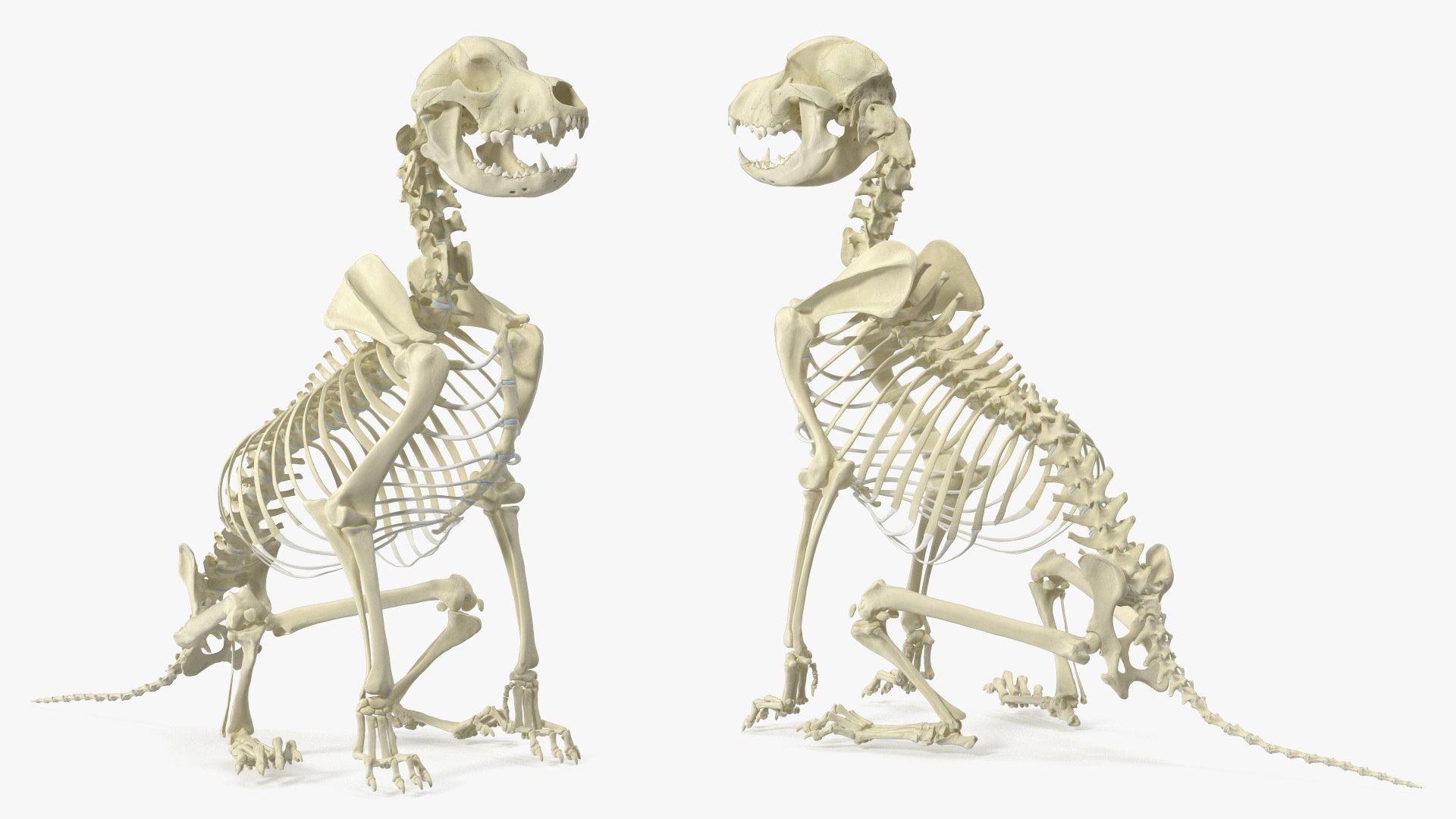 3D Dog Skeletal Anatomy Sitting Pose - TurboSquid 2396129