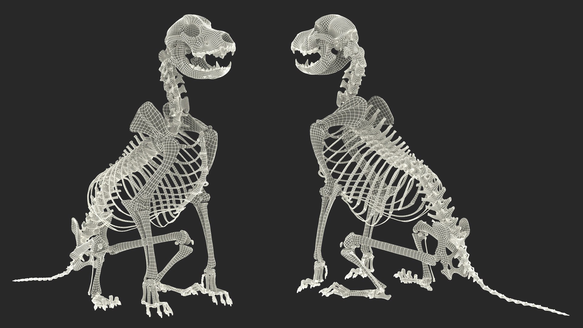 3D Dog Skeletal Anatomy Sitting Pose - TurboSquid 2396129