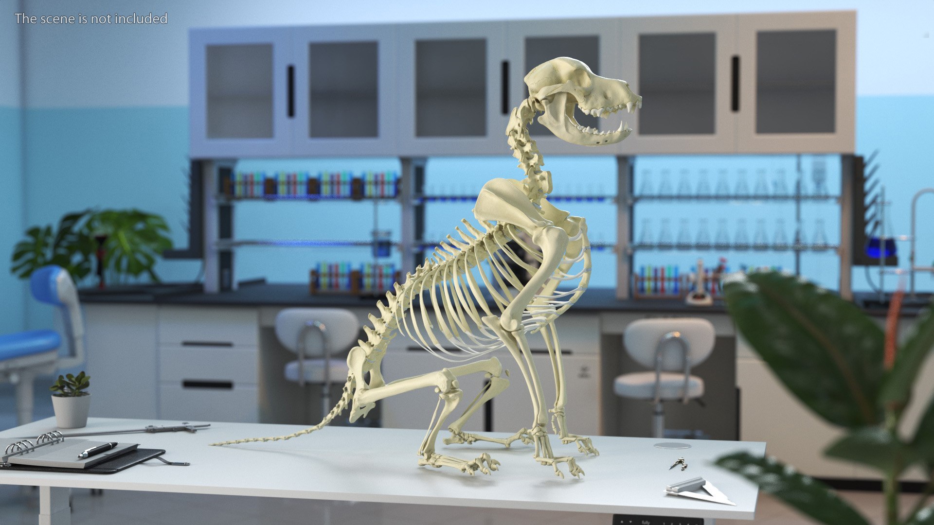 3D Dog Skeletal Anatomy Sitting Pose - TurboSquid 2396129