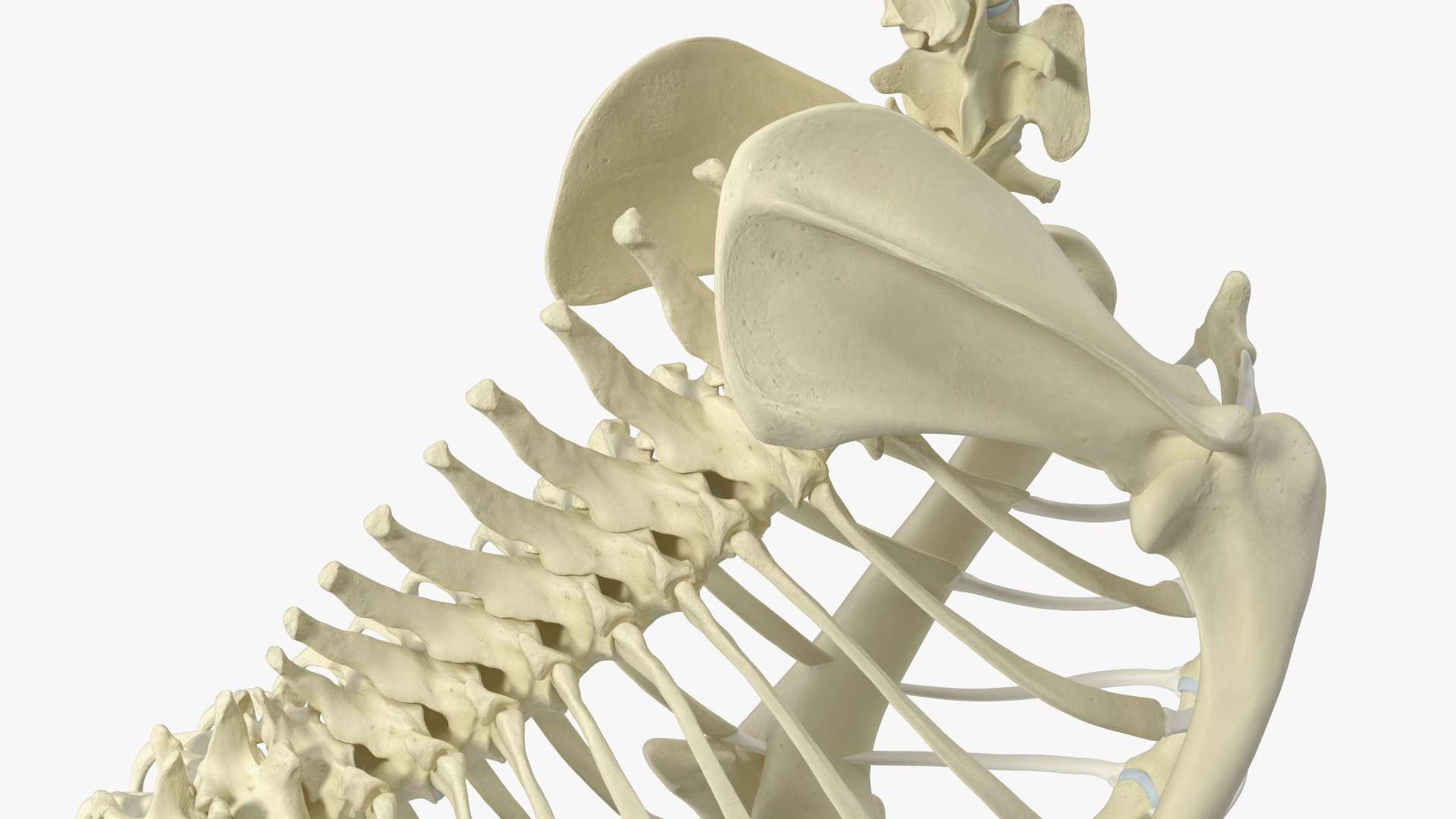 3D Dog Skeletal Anatomy Sitting Pose - TurboSquid 2396129