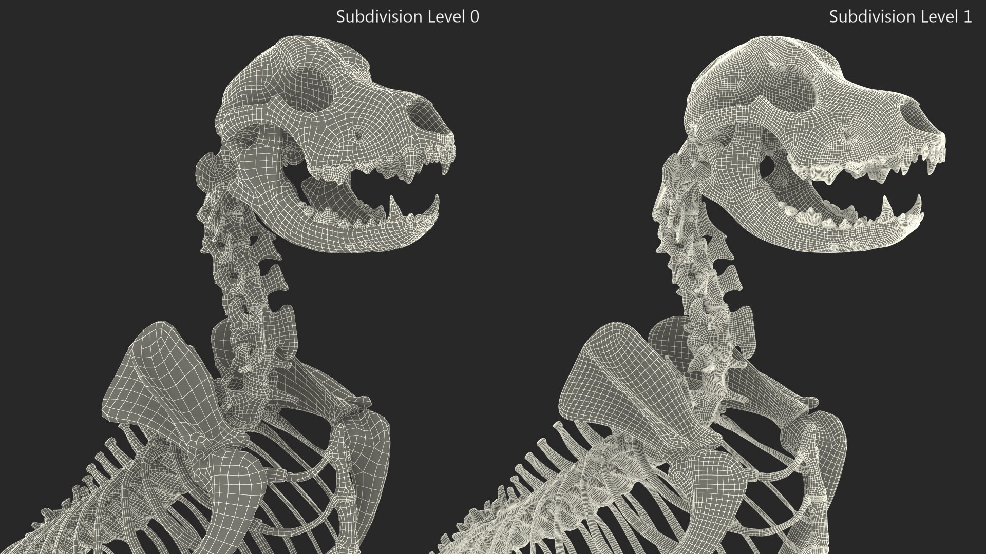 3D Dog Skeletal Anatomy Sitting Pose - TurboSquid 2396129