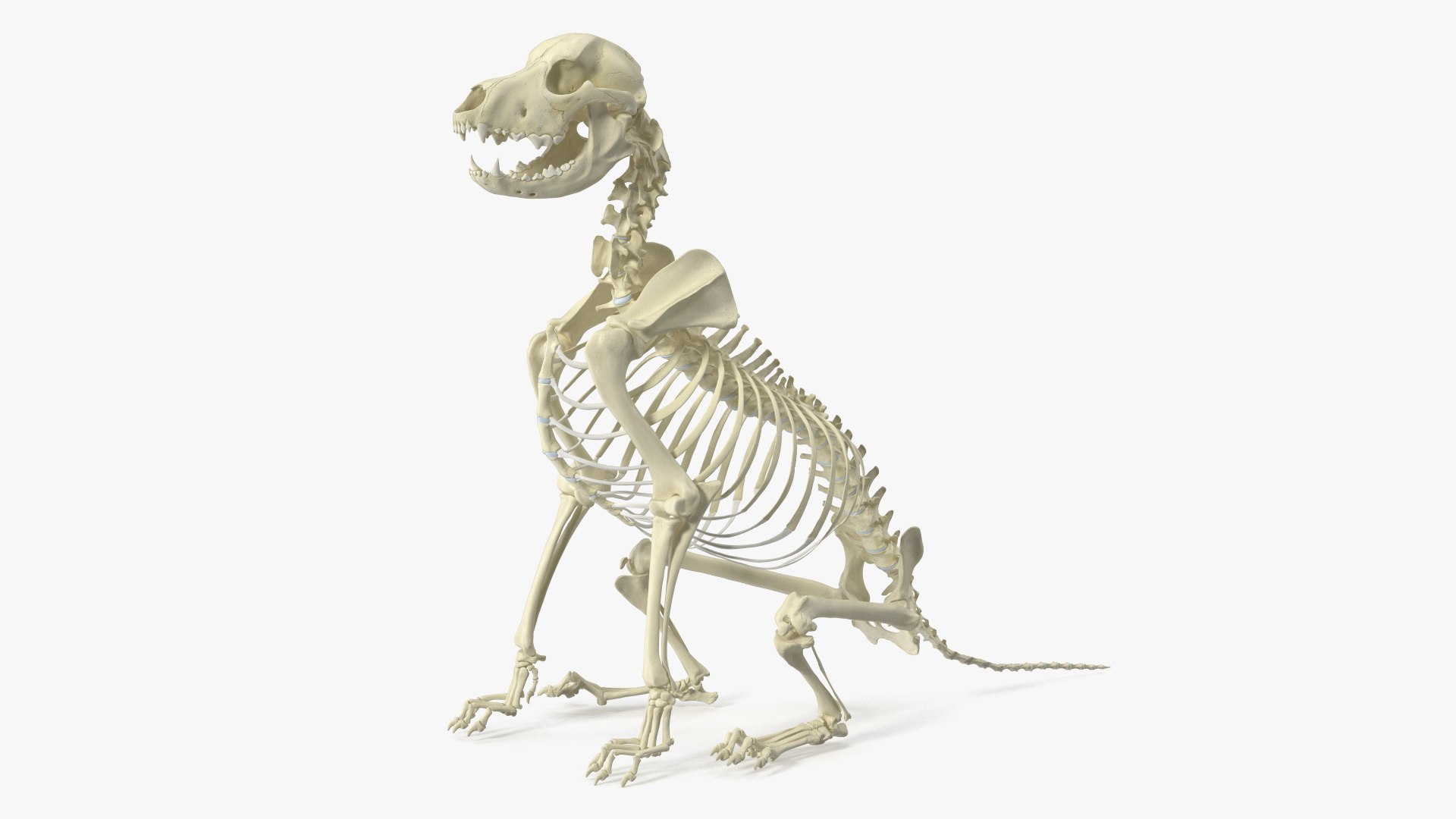 3D Dog Skeletal Anatomy Sitting Pose - TurboSquid 2396129
