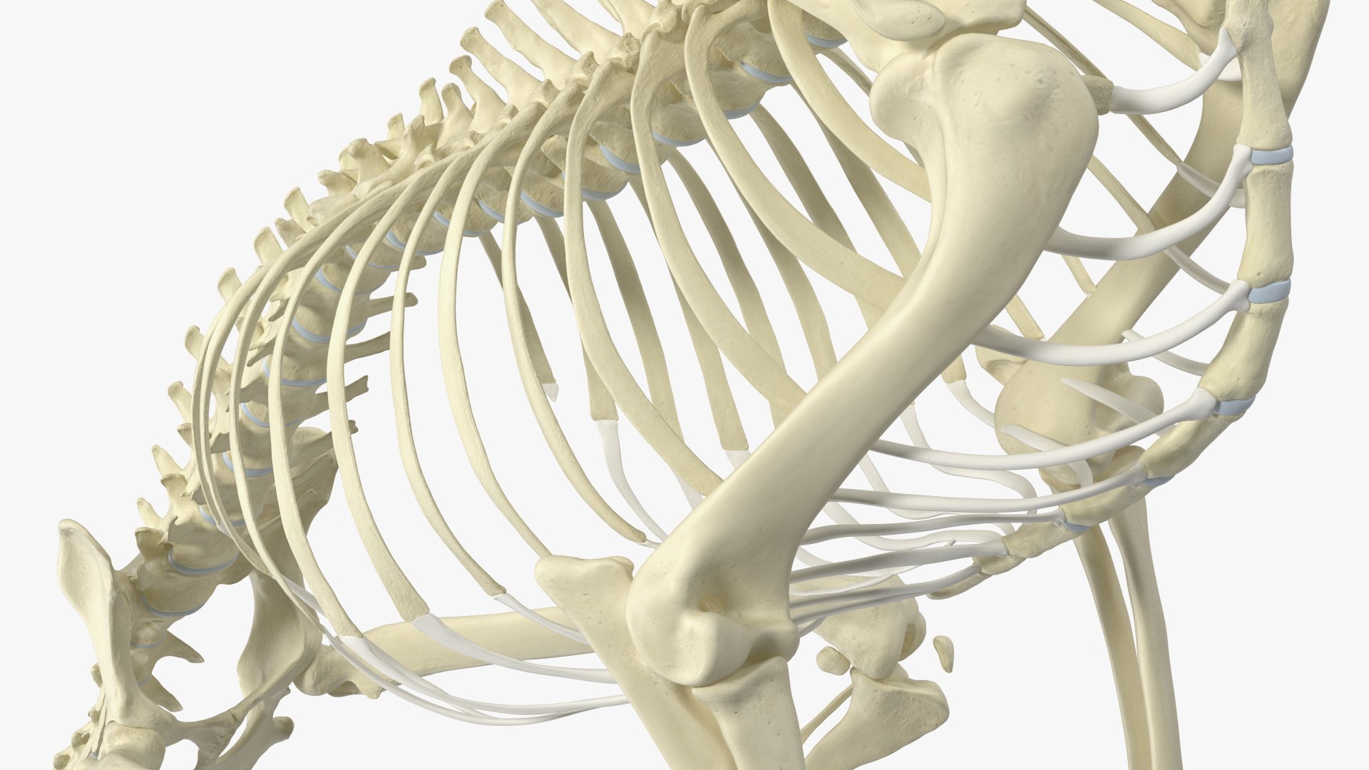 3D Dog Skeletal Anatomy Sitting Pose - TurboSquid 2396129