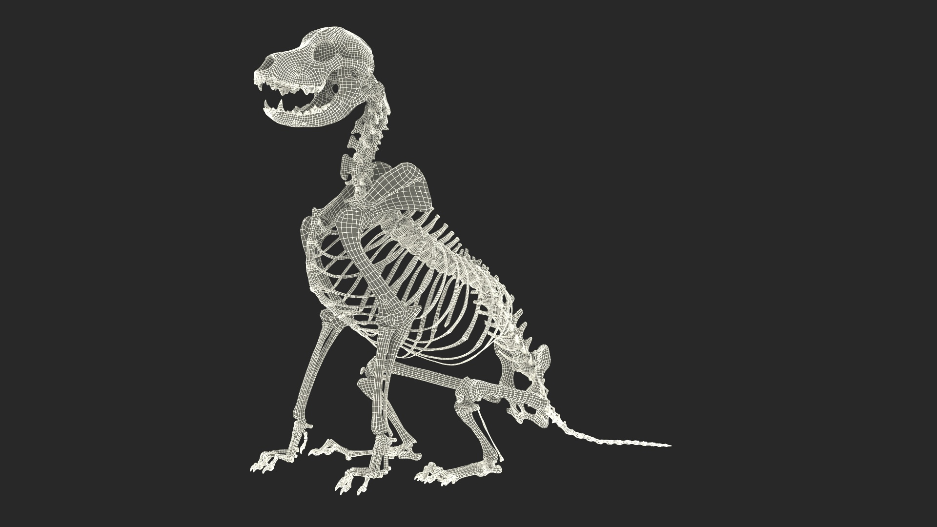 3D Dog Skeletal Anatomy Sitting Pose - TurboSquid 2396129
