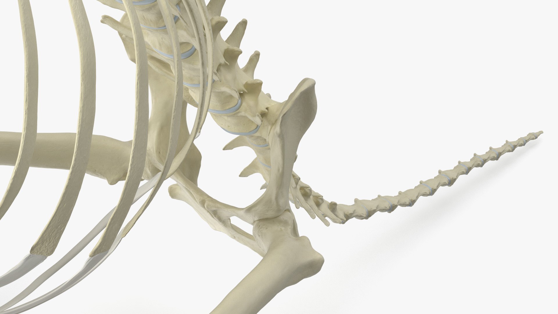 3D Dog Skeletal Anatomy Sitting Pose - TurboSquid 2396129