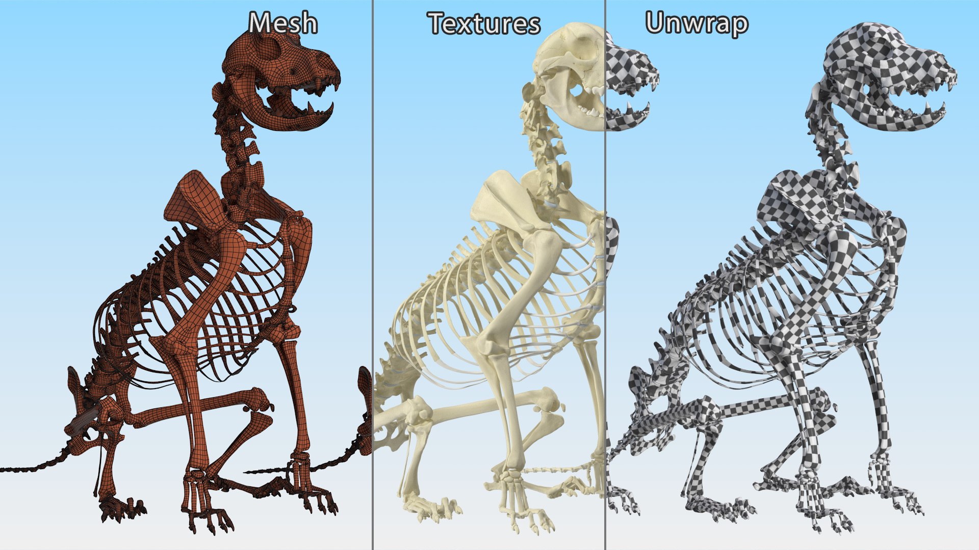 3D Dog Skeletal Anatomy Sitting Pose - TurboSquid 2396129