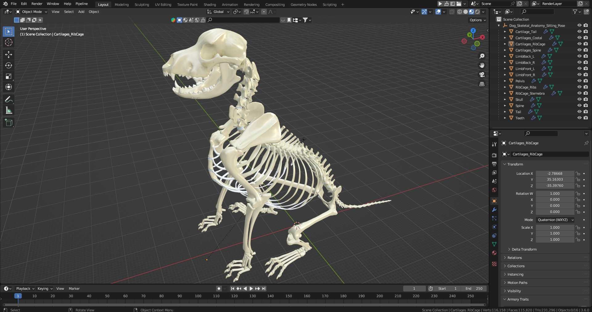 3D Dog Skeletal Anatomy Sitting Pose - TurboSquid 2396129