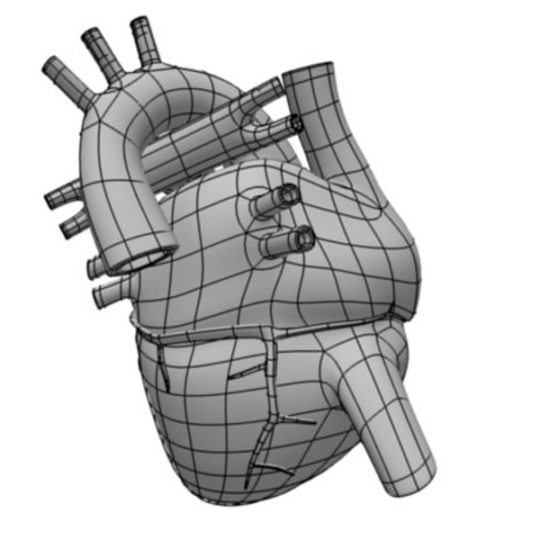 3d model organ male heart lungs