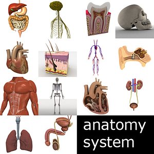 Anatomy 3D Models for Download | TurboSquid