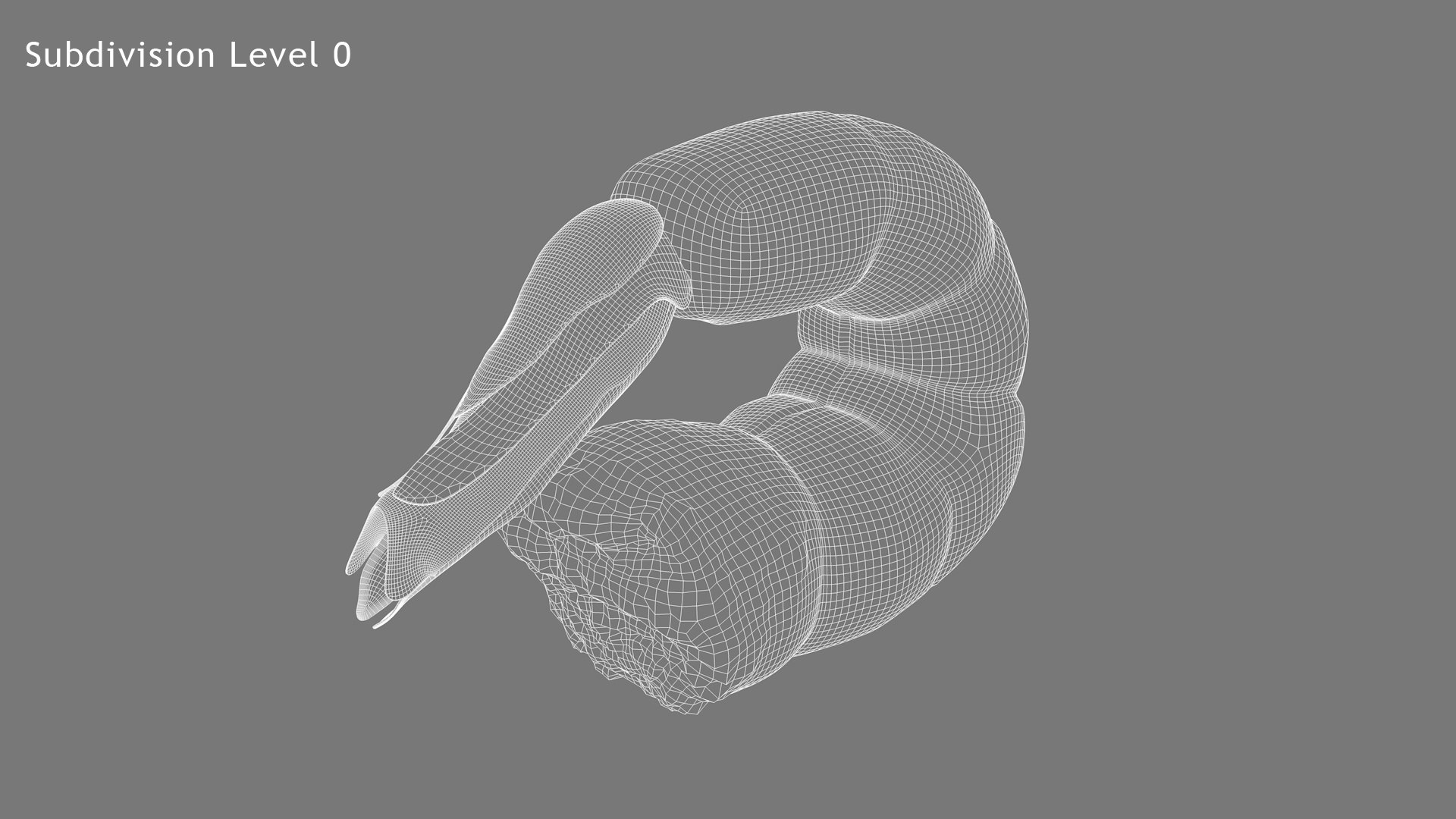 Shrimp Prawn Crustacean Model - TurboSquid 1576368