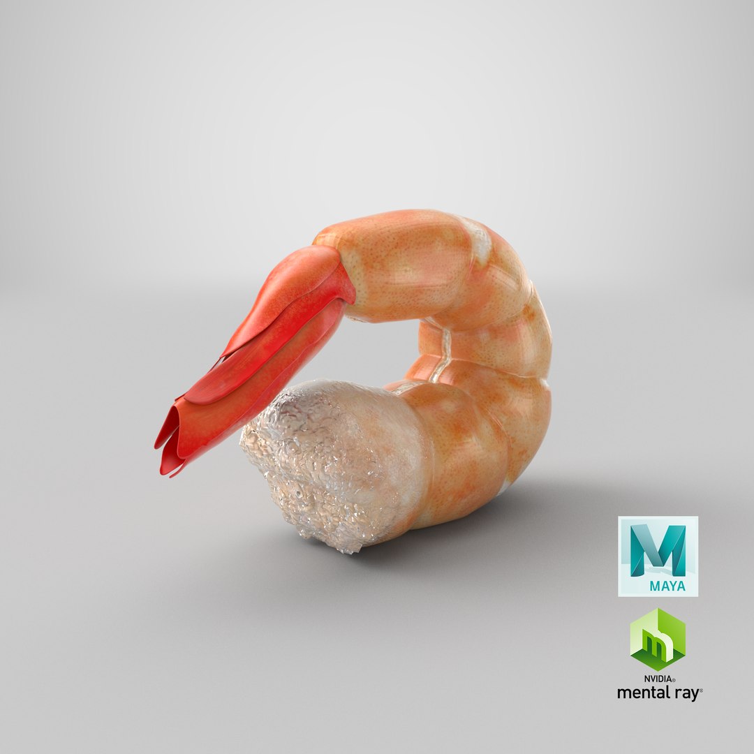 Shrimp Prawn Crustacean Model - TurboSquid 1576368