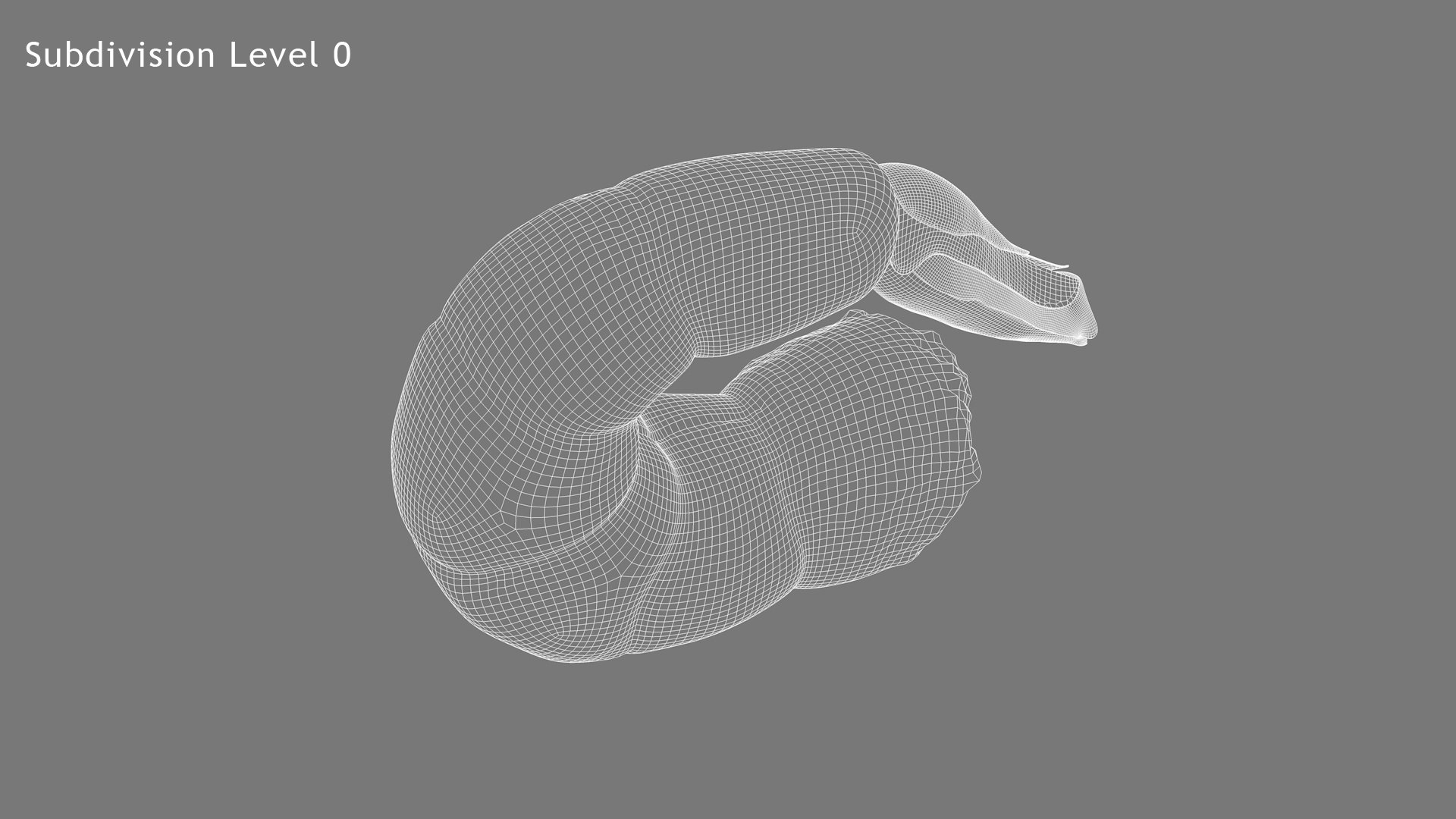 Shrimp Prawn Crustacean Model - TurboSquid 1576368