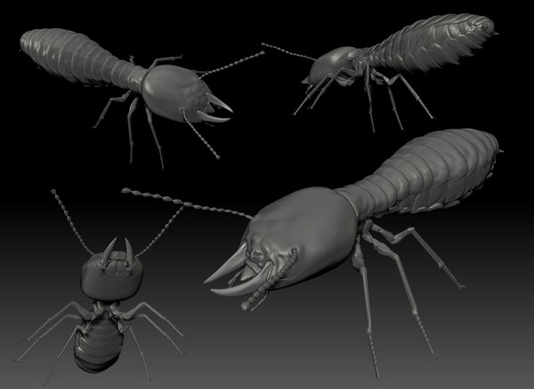Termite 3D Models for Download | TurboSquid