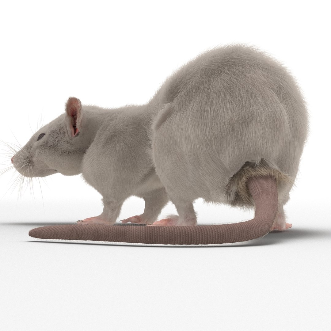 White Rat Pose 5 3d Model