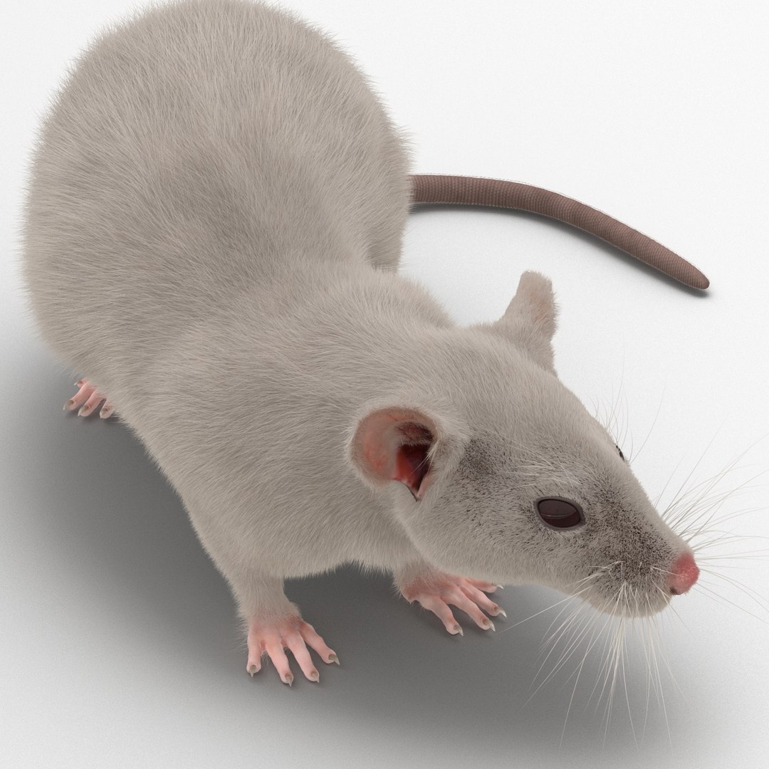 White Rat Pose 5 3d Model
