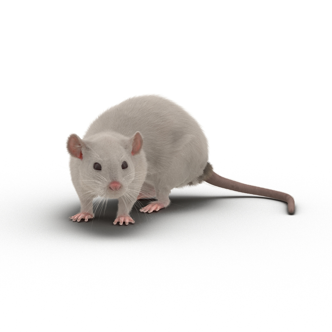 White Rat Pose 5 3d Model