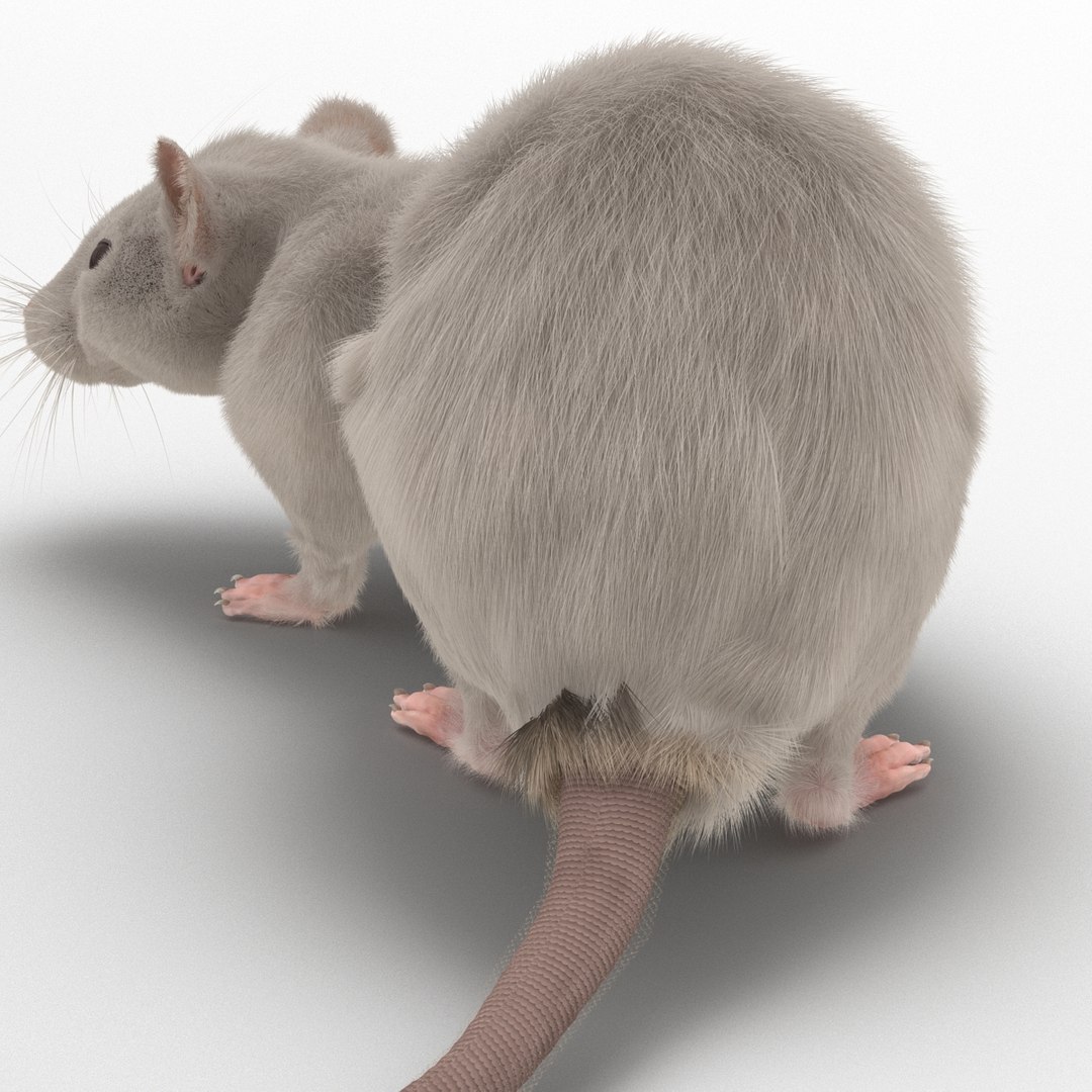 White Rat Pose 5 3d Model