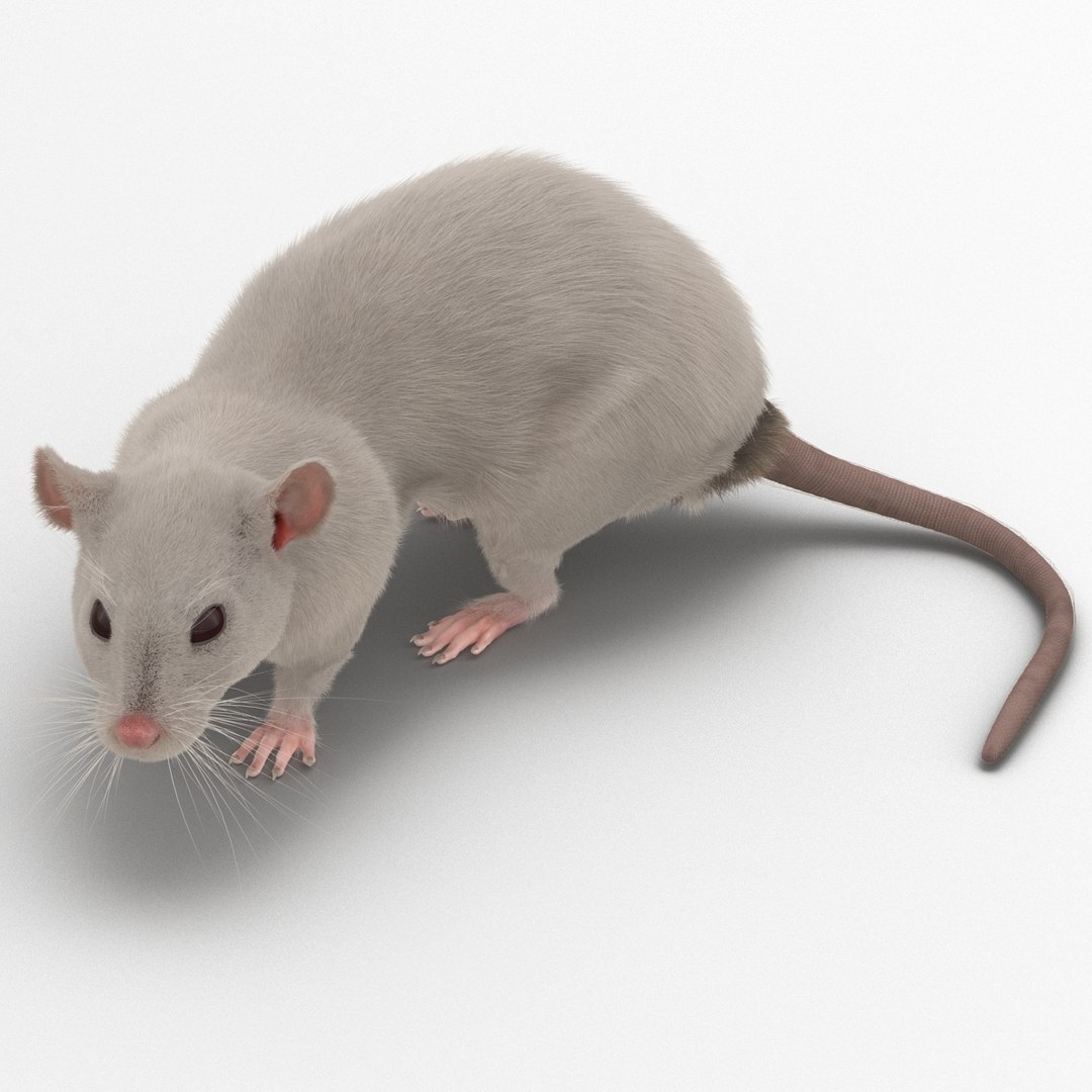 White Rat Pose 5 3d Model
