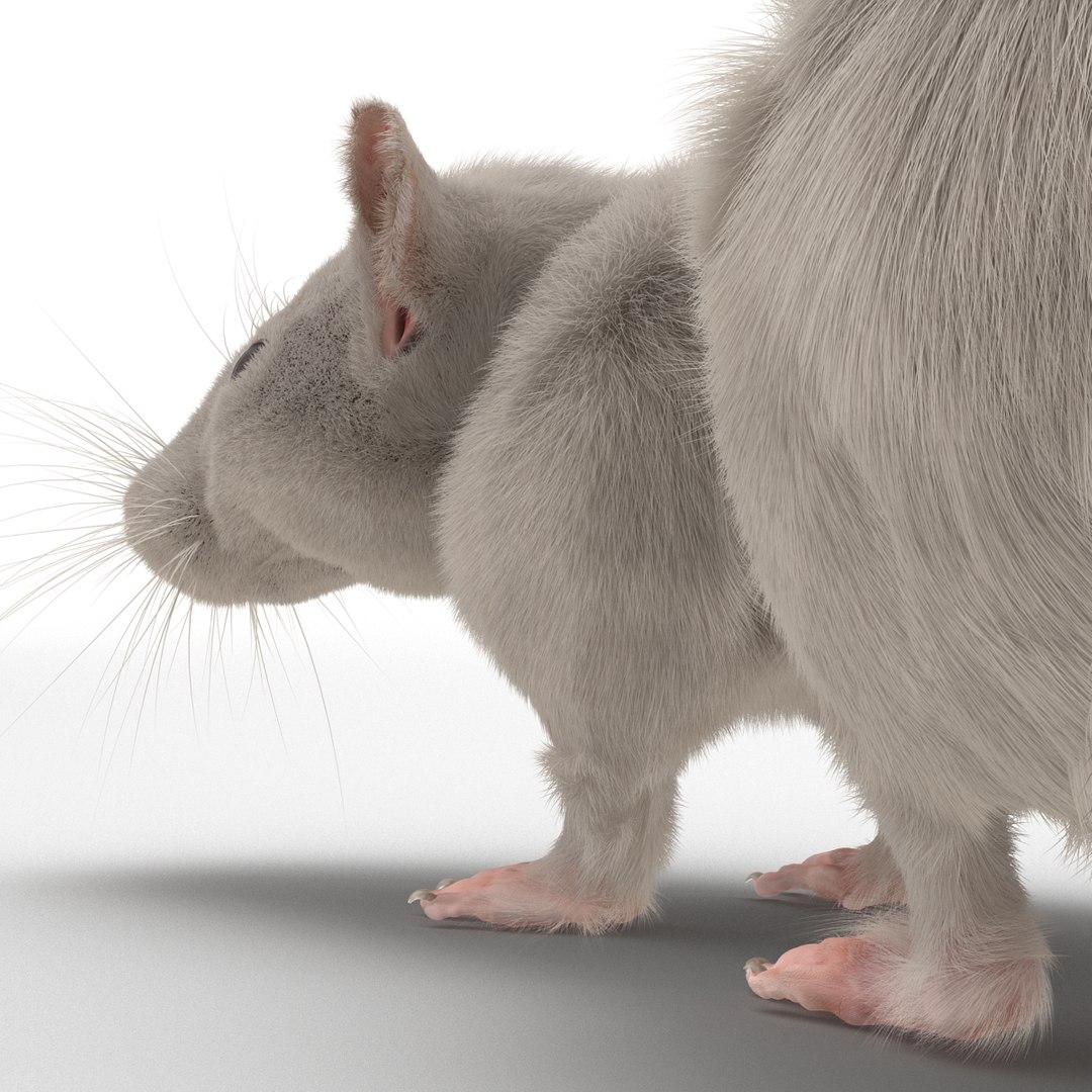 white rat pose 5 3d model