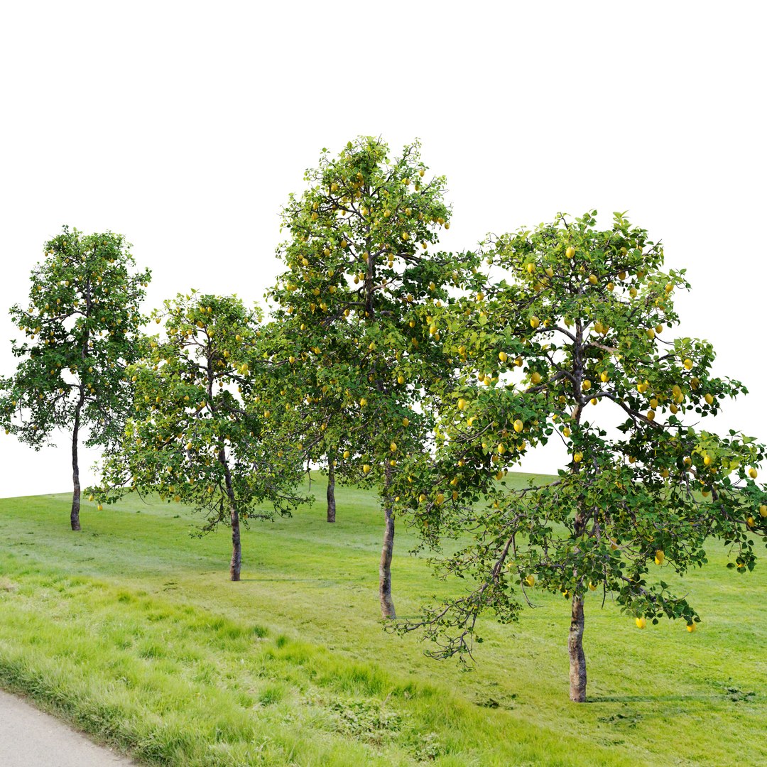 3D Lemon Tree - TurboSquid 2044061