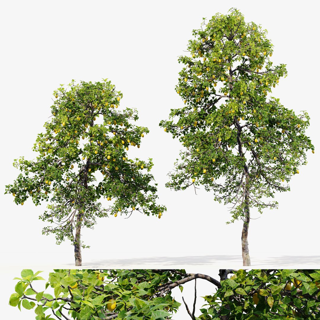 3D Lemon Tree - TurboSquid 2044061