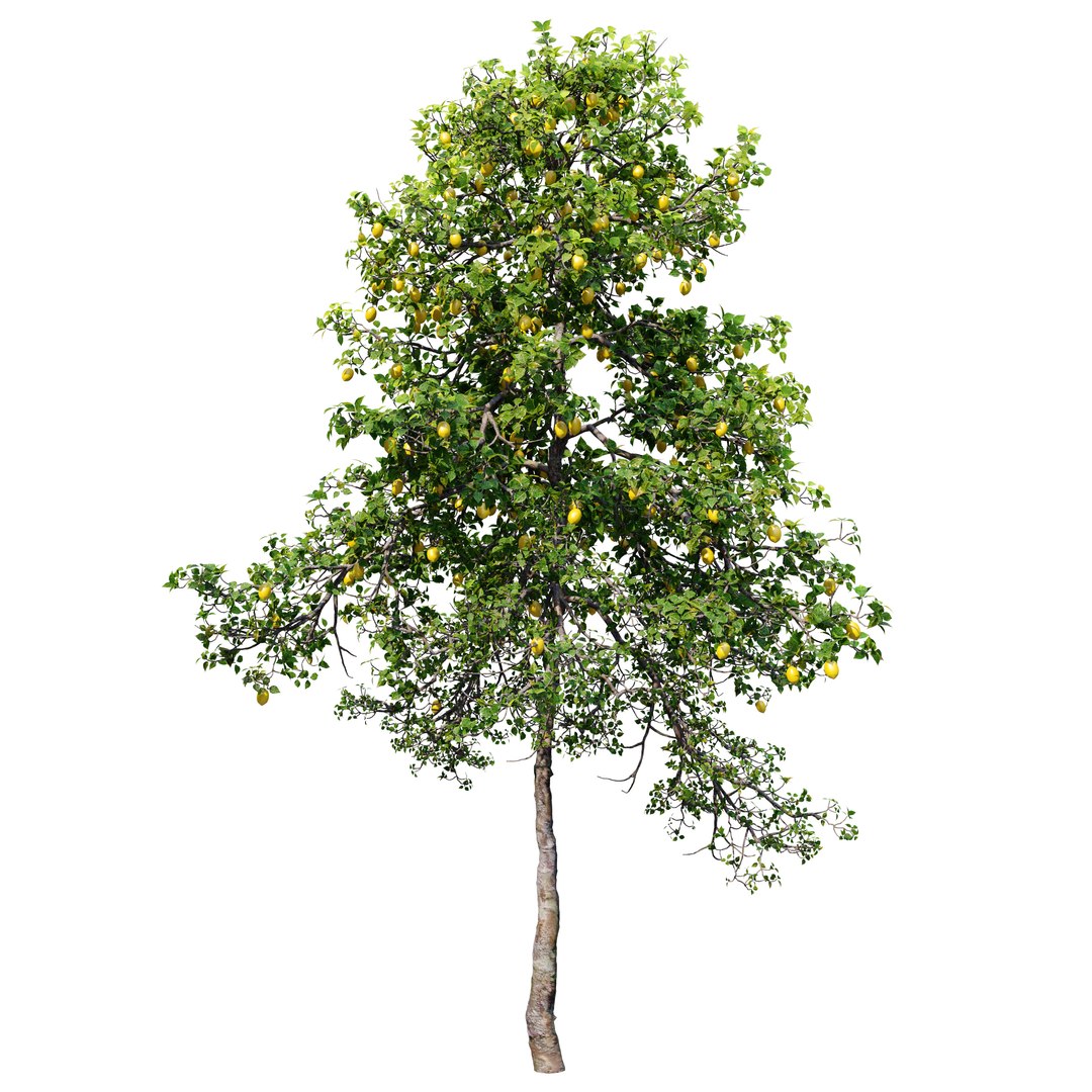 3D Lemon Tree - TurboSquid 2044061