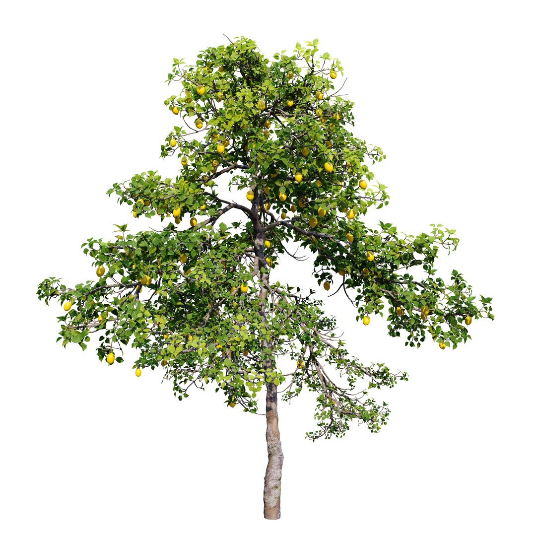 3D Lemon Tree - TurboSquid 2044061