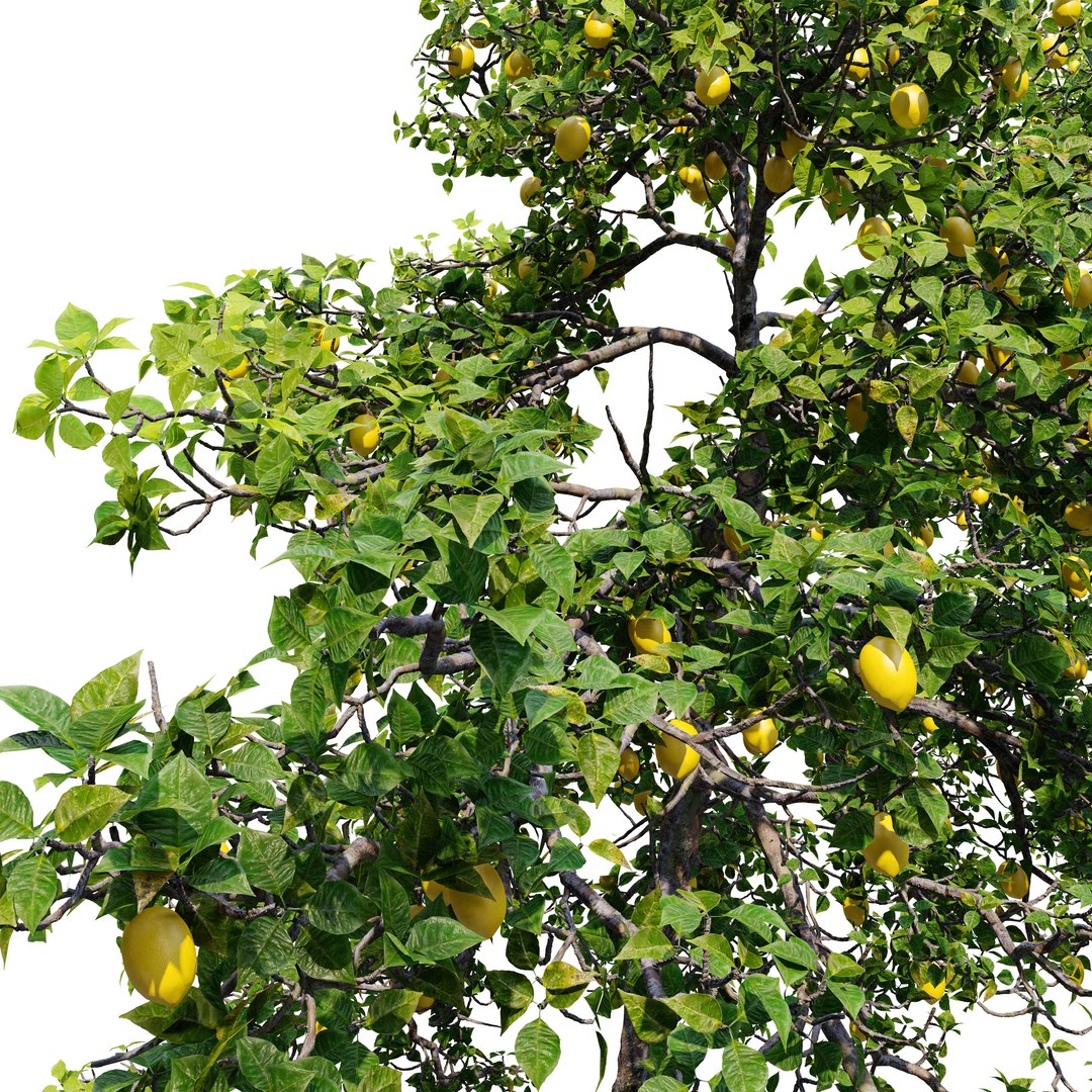 3D Lemon Tree - TurboSquid 2044061