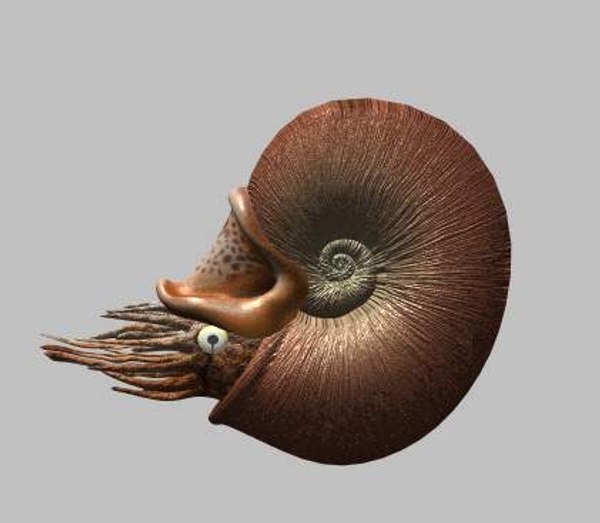 free ammonite 3d model