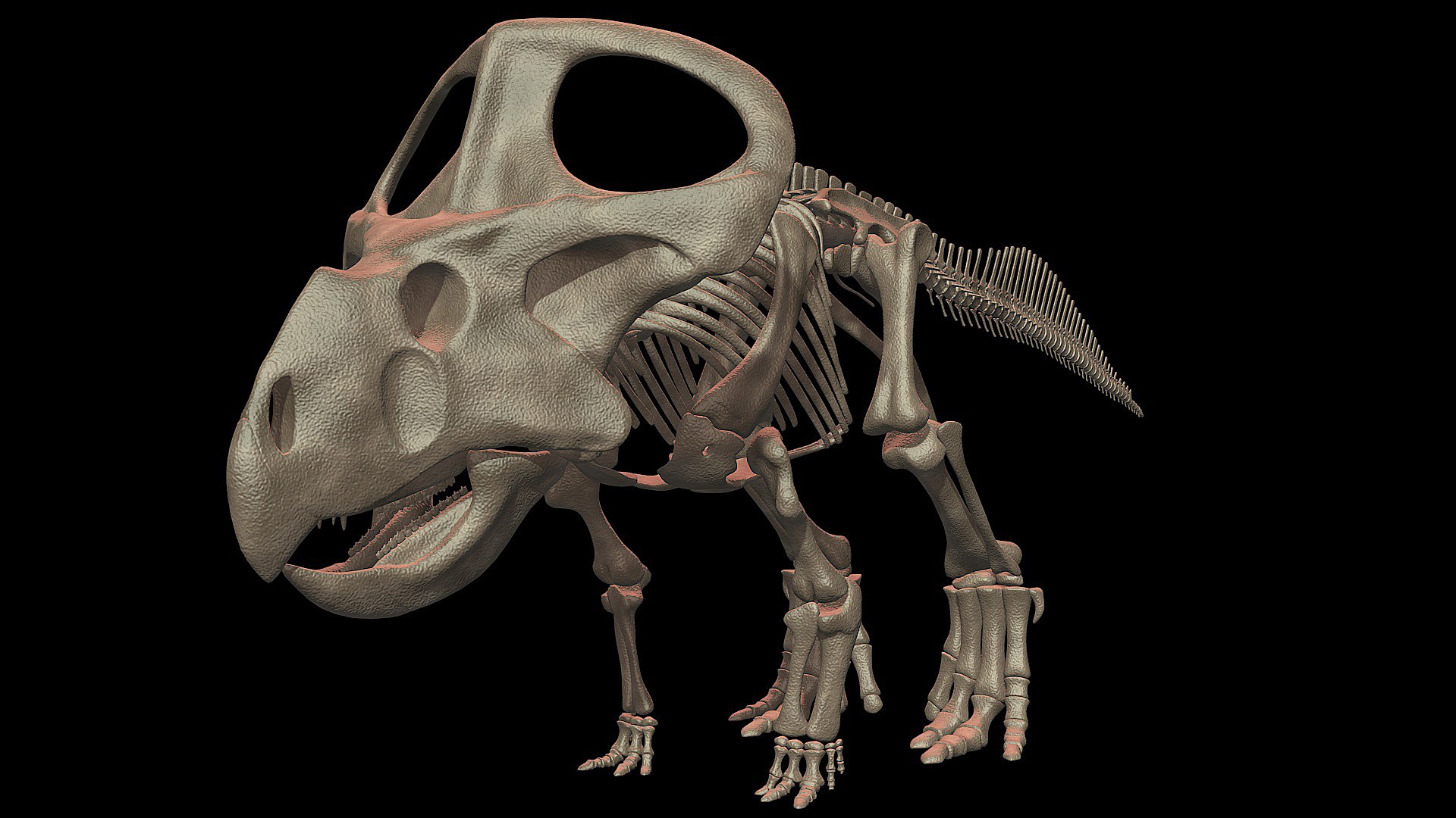 Protoceratops skeleton 3D model - TurboSquid 1367113